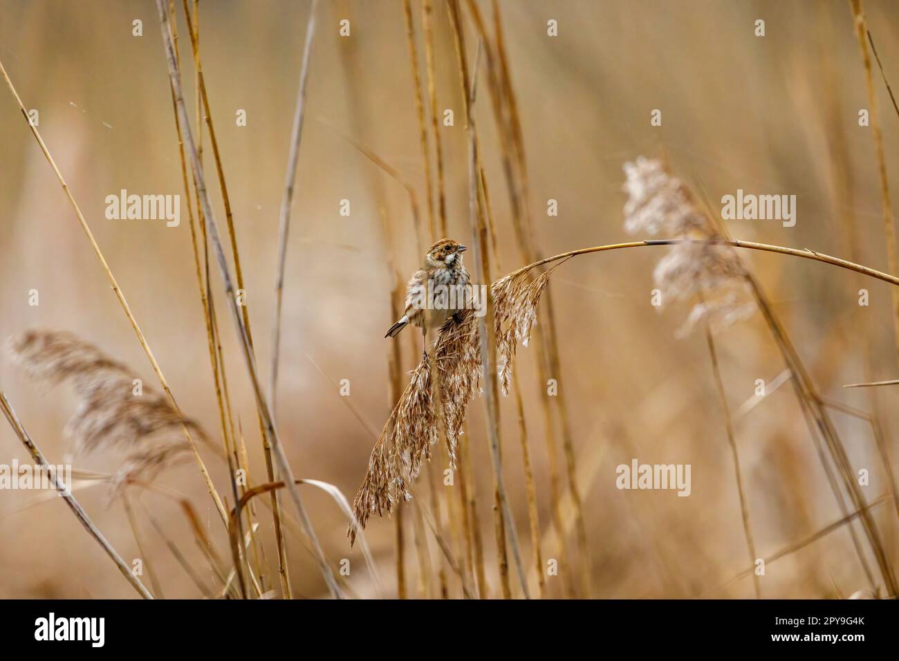 Closeup common reed bunting hi-res stock photography and images - Alamy