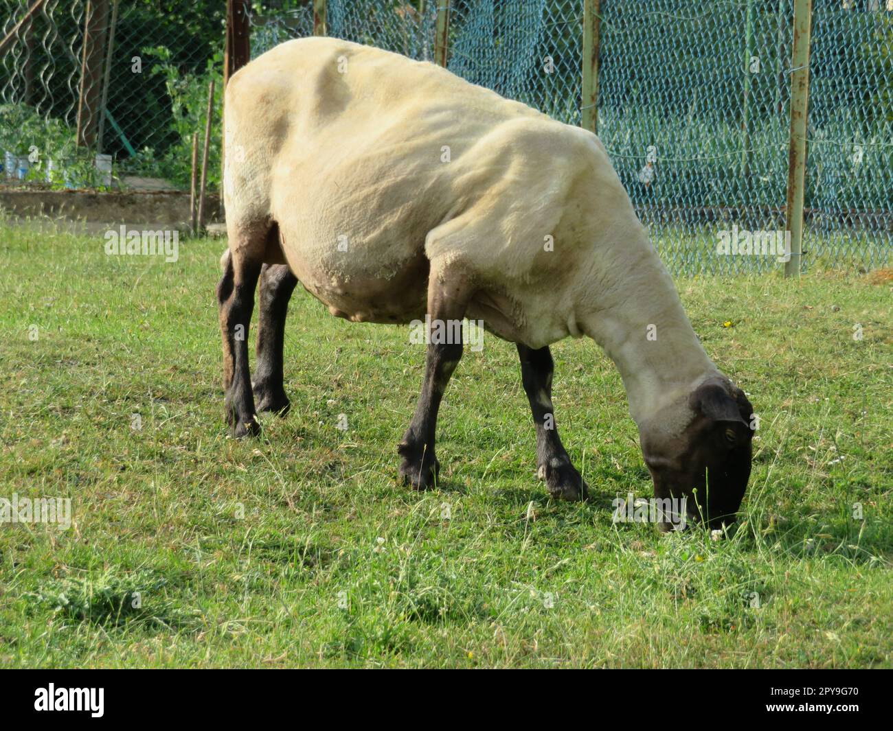 sheep domestic animal wool milk beautiful grass meat Stock Photo - Alamy