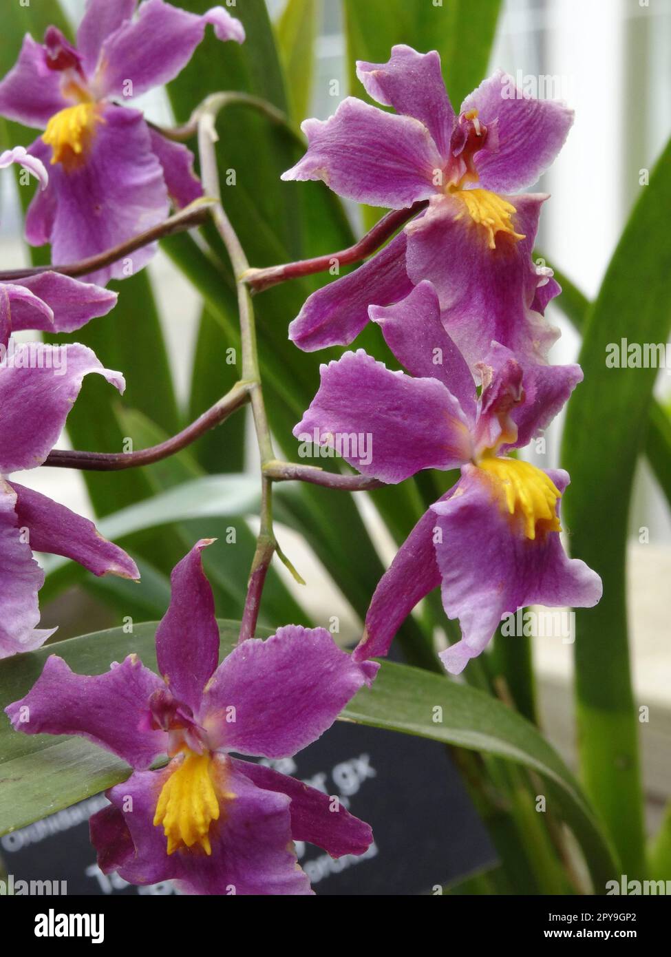 Aliceara Tahitian Dancer, Orchid, in flower. Natural close up flower ...