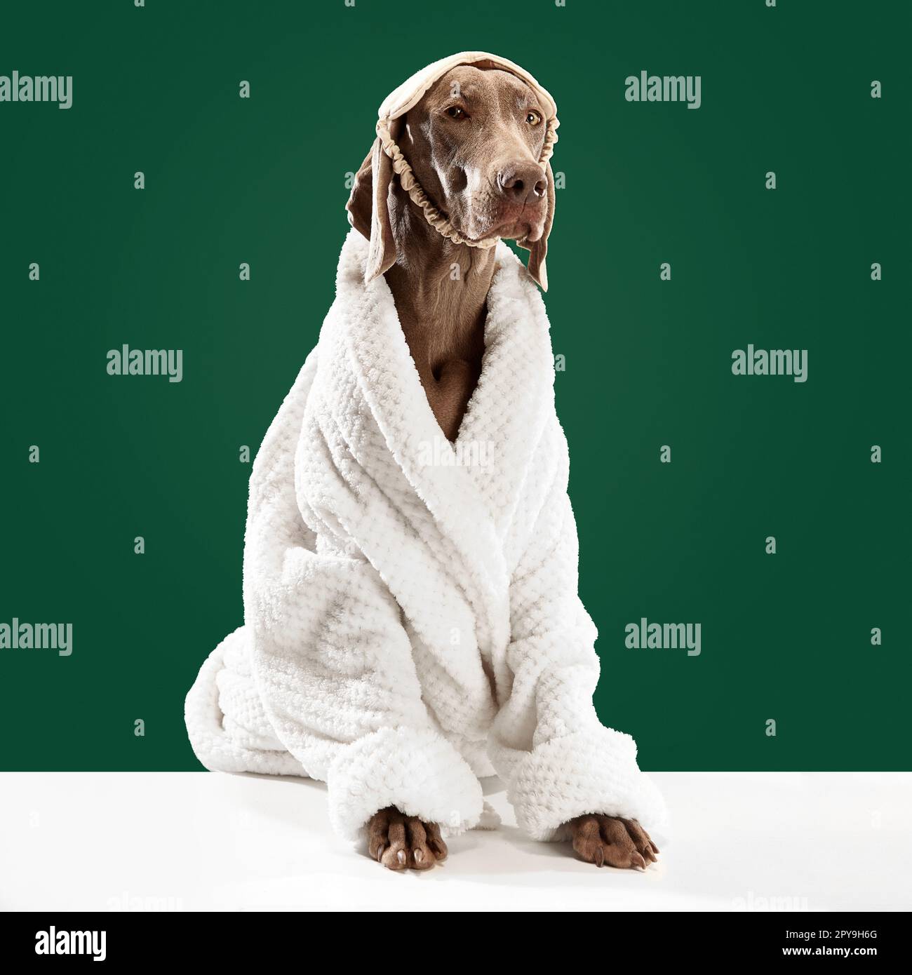 Weimaraner with shiny fur wearing white bathrobe and sleeping mask ...