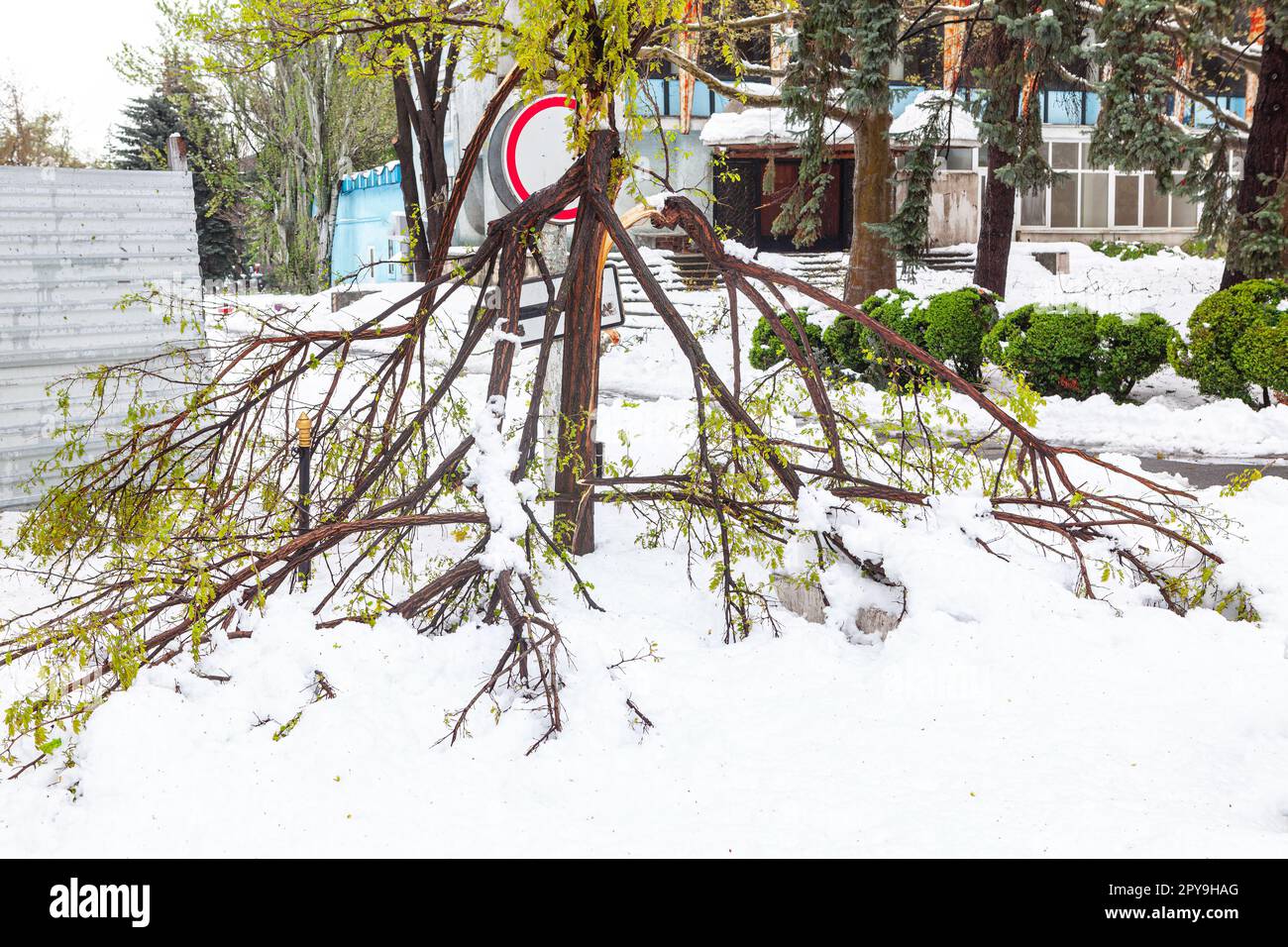 Park after snow storm . Broken tree branches after gale Stock Photo - Alamy