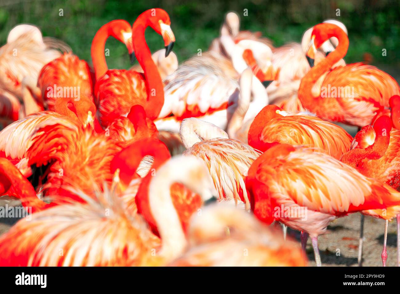 Flamingo birds background . Flock of pink flamingo . Exotic birds Stock ...