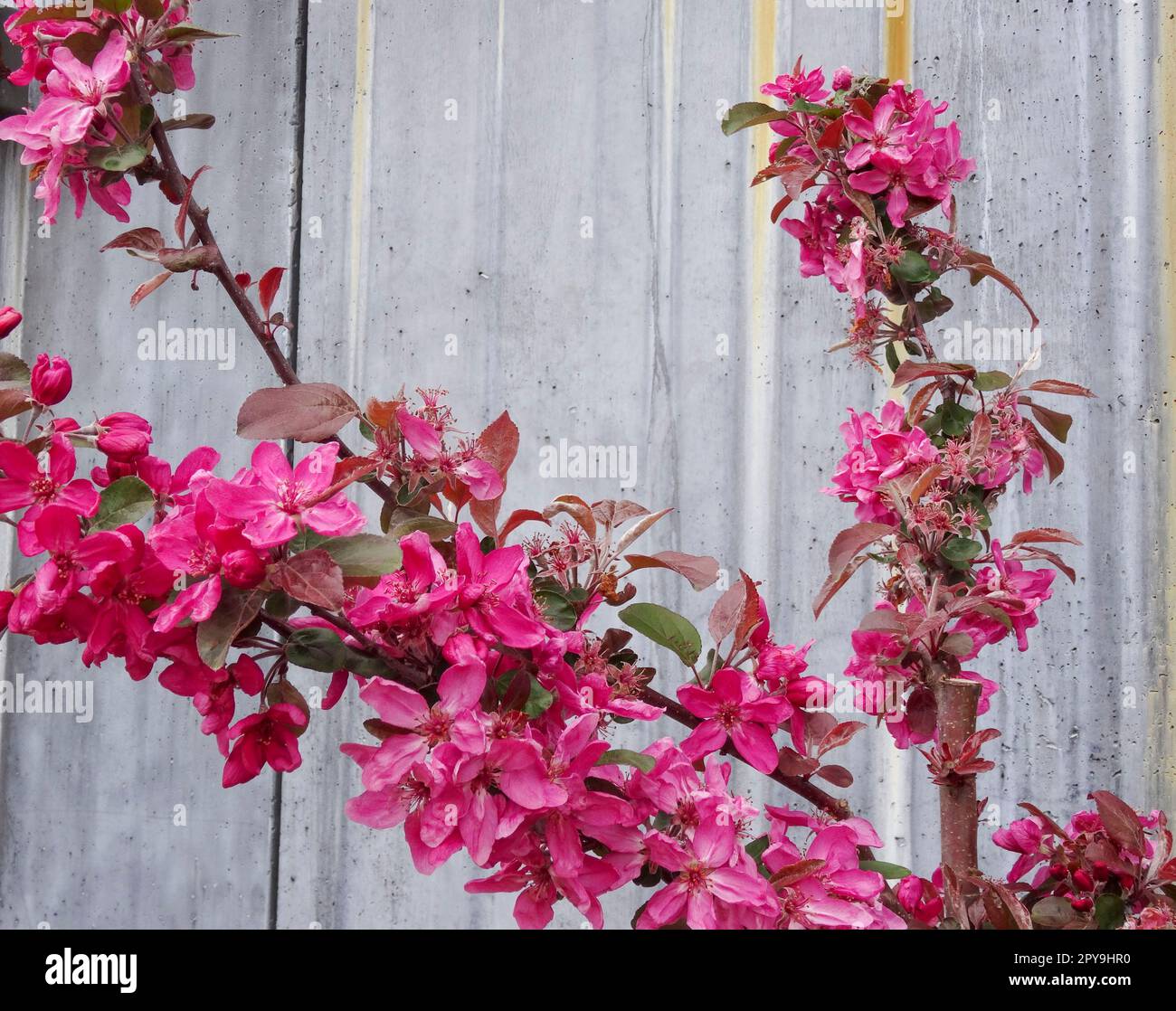 Beautifully floral Crab Apple ‘Guardsman’ , Malus trilobata ‘Guardsman ...