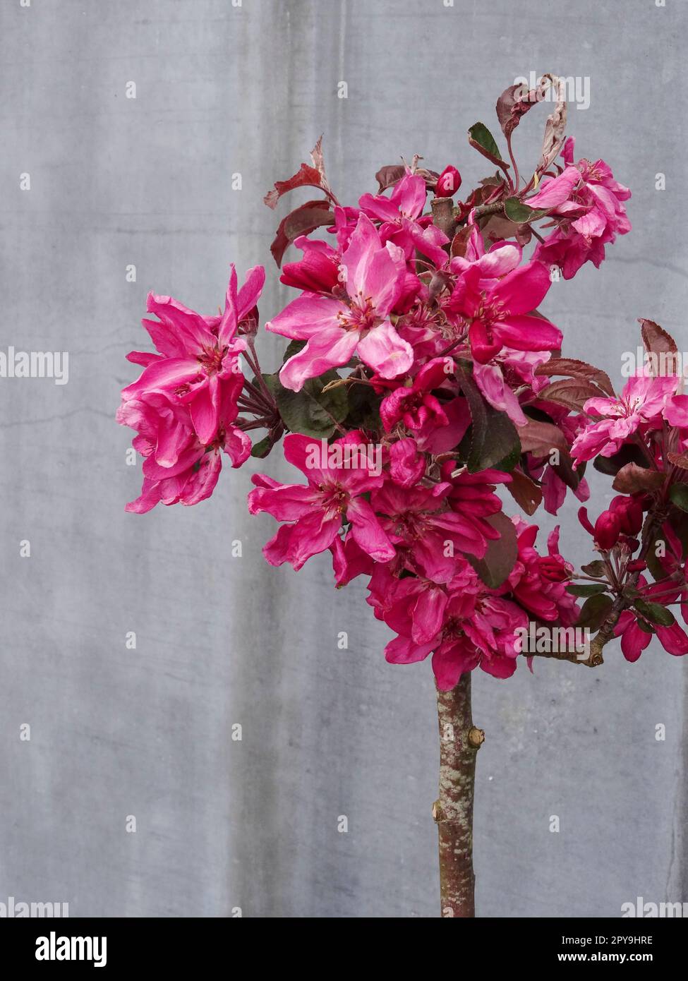 Beautifully floral Crab Apple ‘Guardsman’ , Malus trilobata ‘Guardsman ...