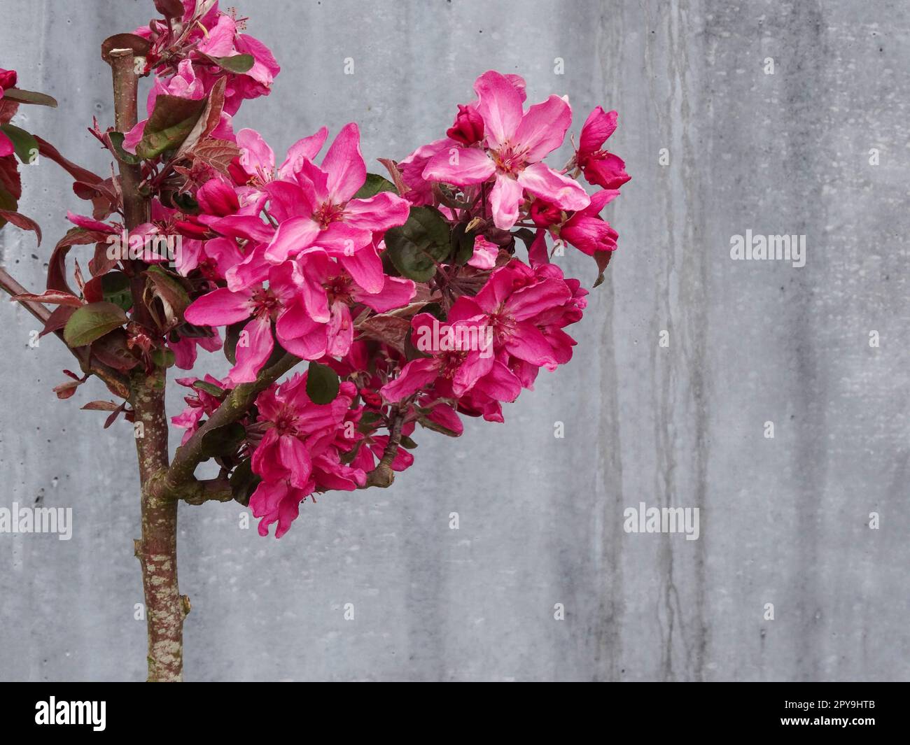 Beautifully floral Crab Apple ‘Guardsman’ , Malus trilobata ‘Guardsman ...