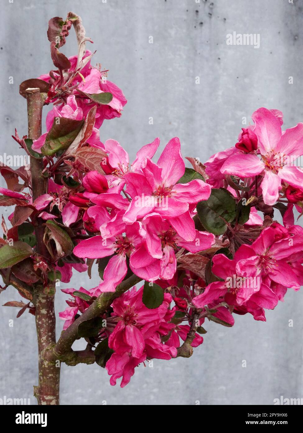 Beautifully floral Crab Apple ‘Guardsman’ , Malus trilobata ‘Guardsman ...