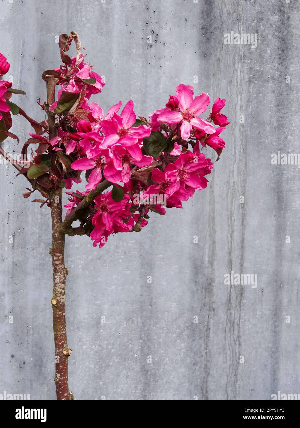 Beautifully floral Crab Apple ‘Guardsman’ , Malus trilobata ‘Guardsman ...