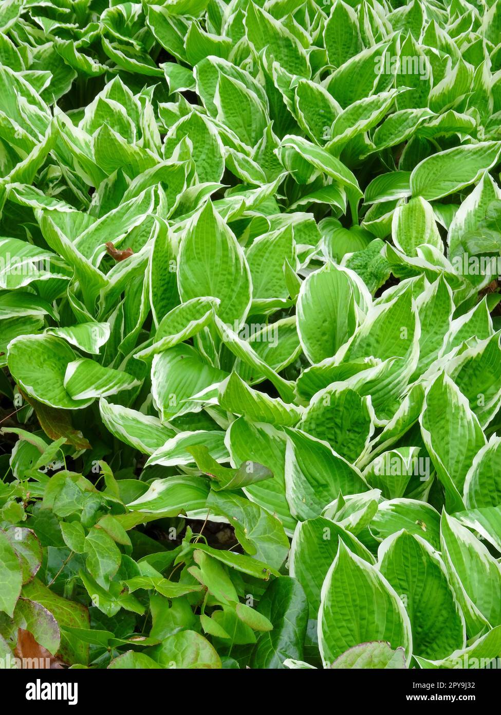 Silver Crown Plant