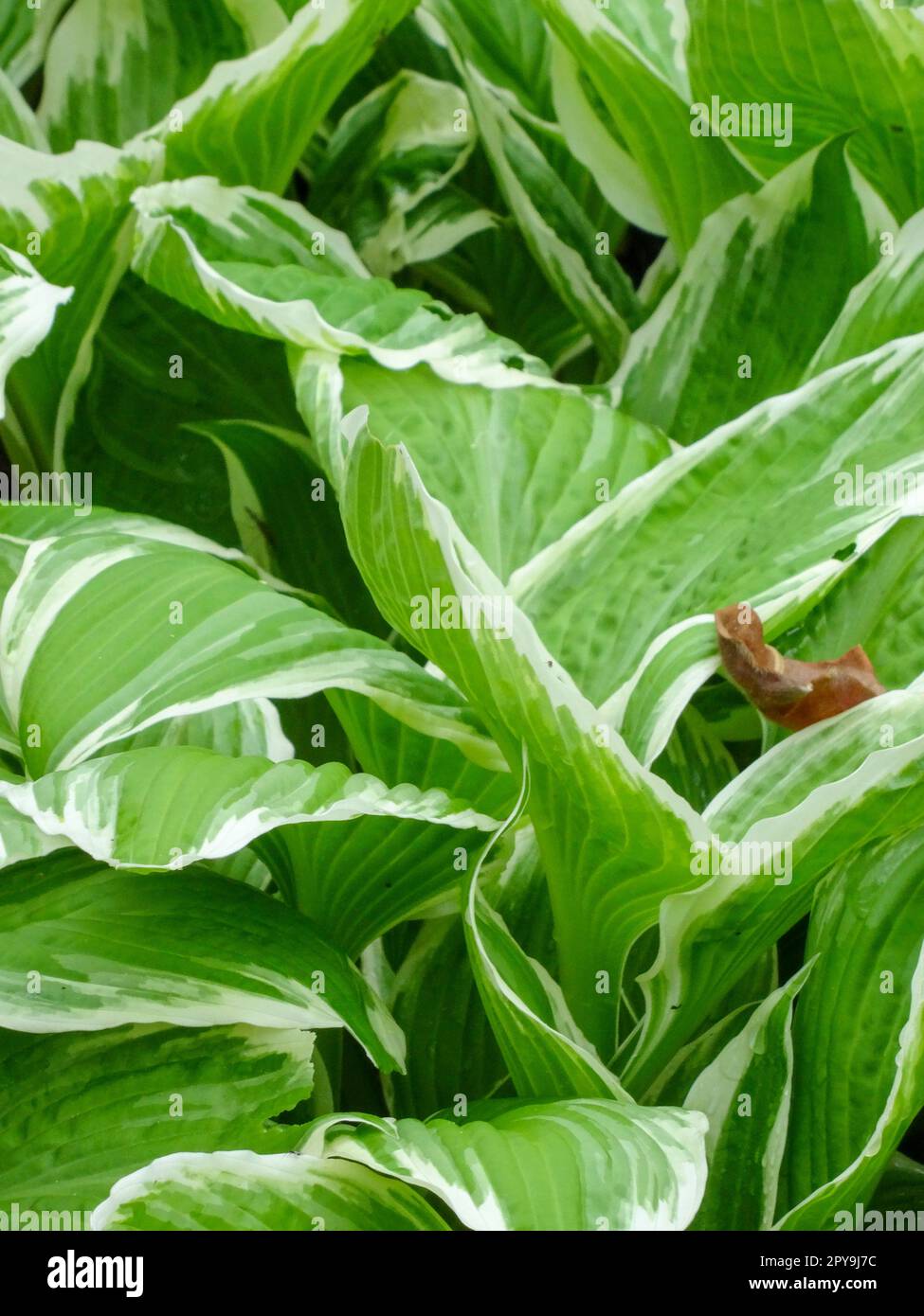 Hosta silver crown hi-res stock photography and images - Alamy