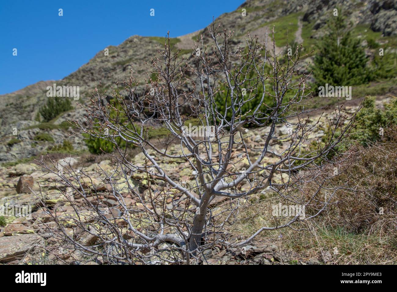 Pyrenees mountains landscape in spring Stock Photo - Alamy