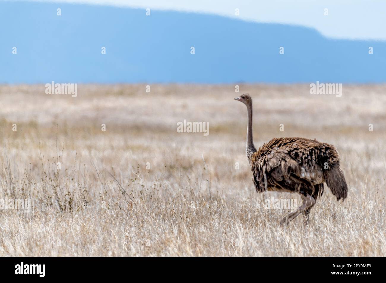Wild ostrich in Serengeti national park Stock Photo - Alamy