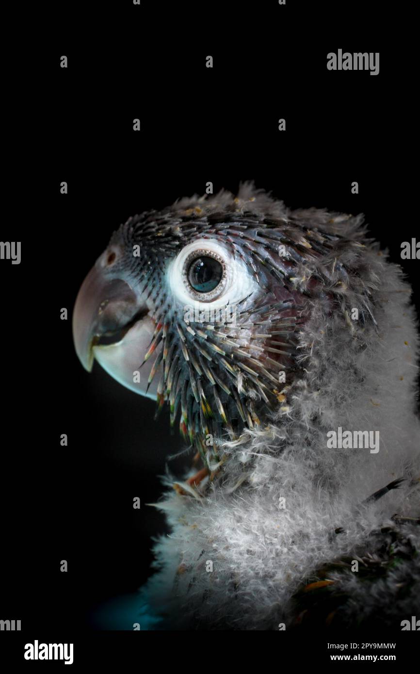 Baby conure portrait head shot closeup in studio shots Singapore Stock ...