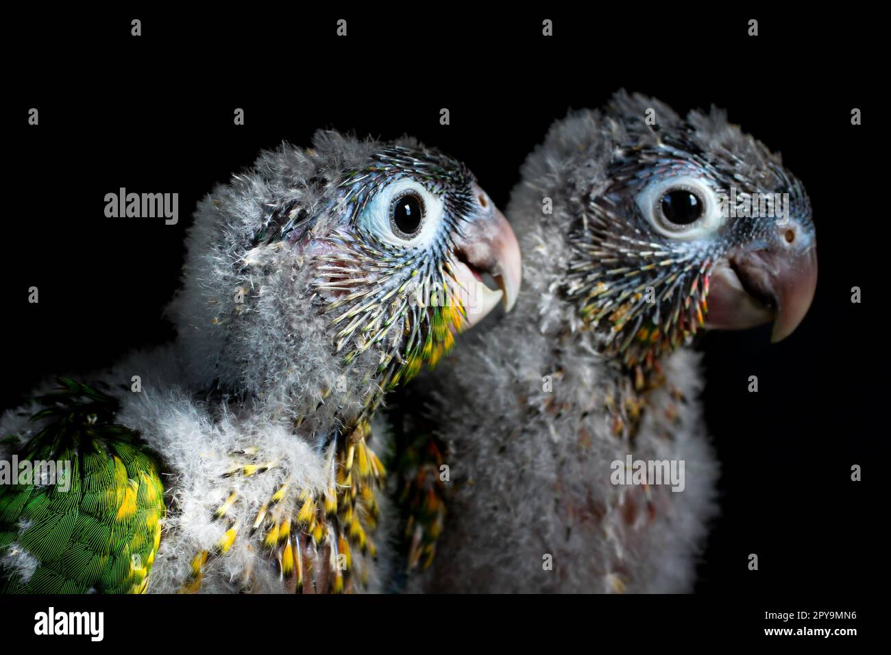 Baby conure portrait head shot closeup in studio shots Singapore Stock ...