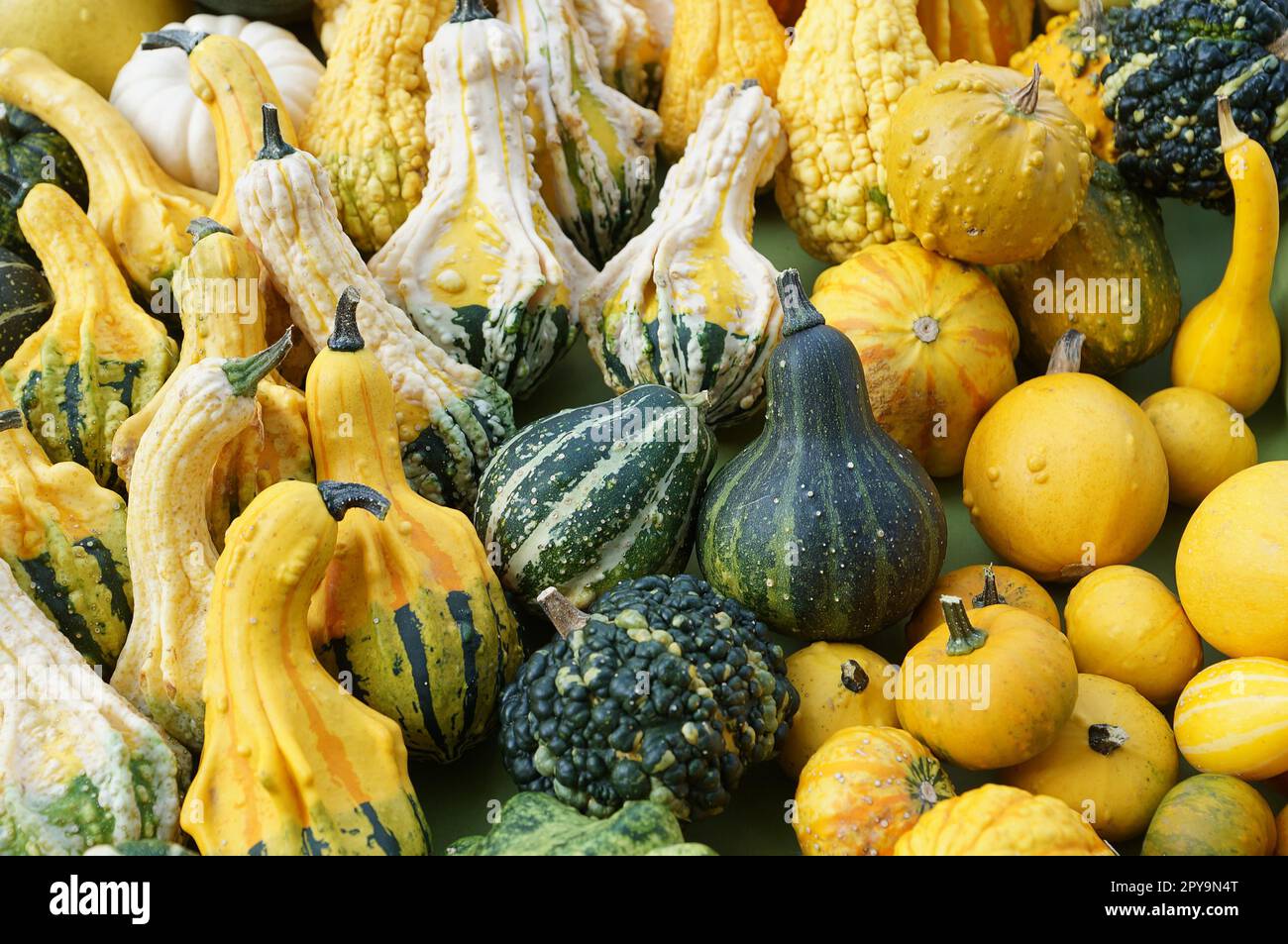 market stall with squash assortment of various shapes and sizes Stock ...