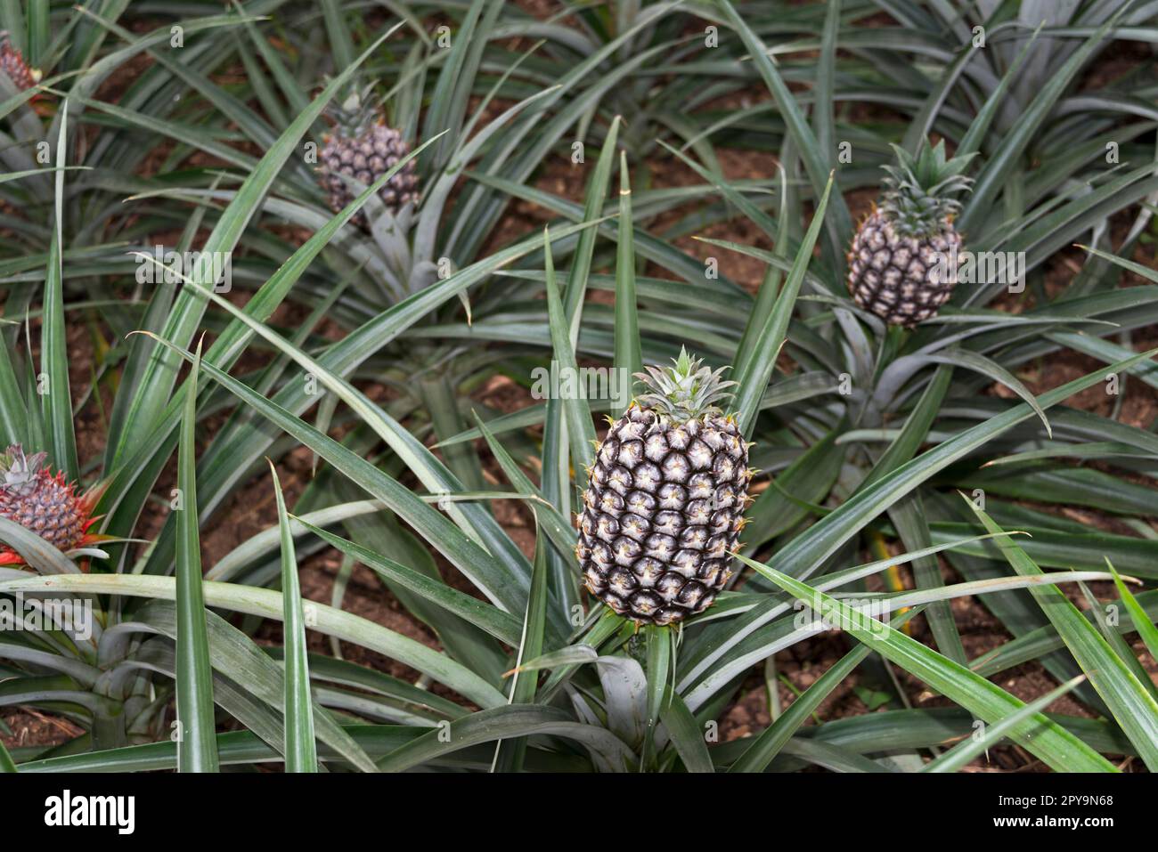 Pineapple, Pineapple Plantation, Faja de Baixo, Sao Miguel, Azores ...
