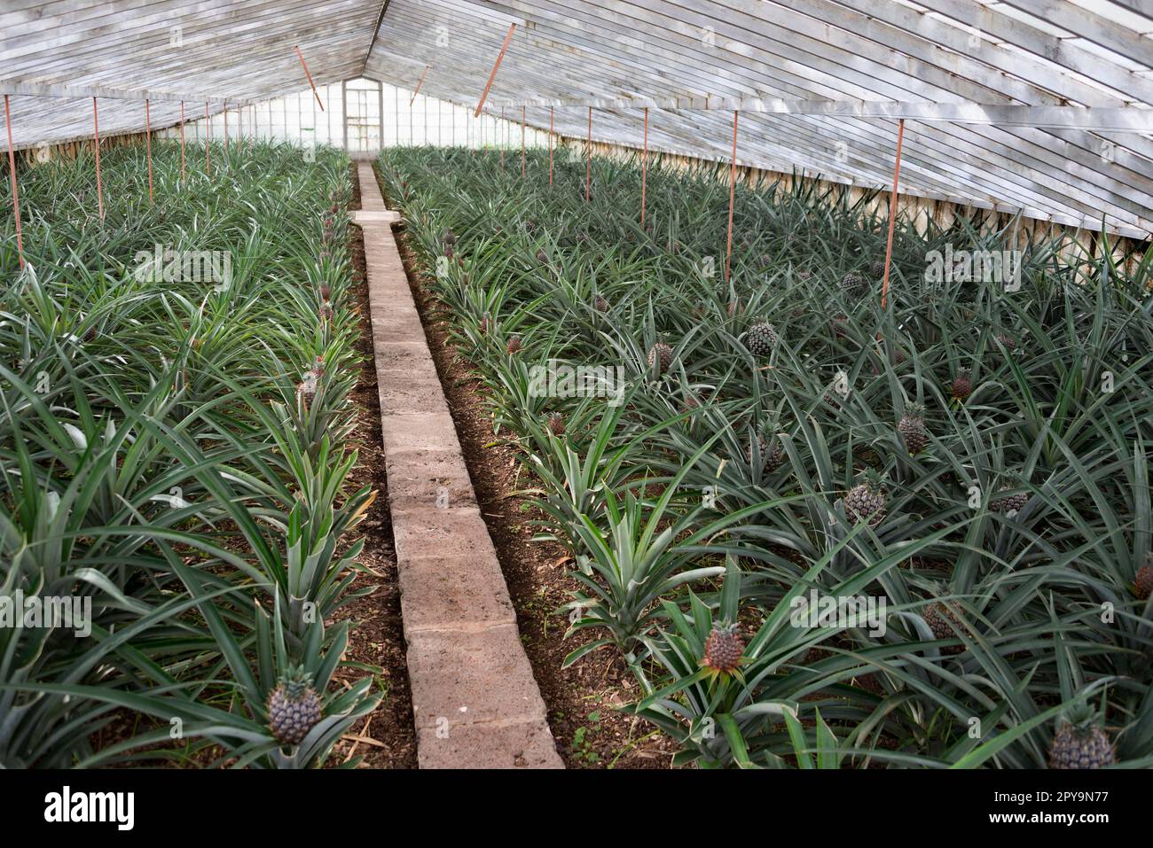 Pineapple, Pineapple Plantation, Faja de Baixo, Sao Miguel, Azores ...