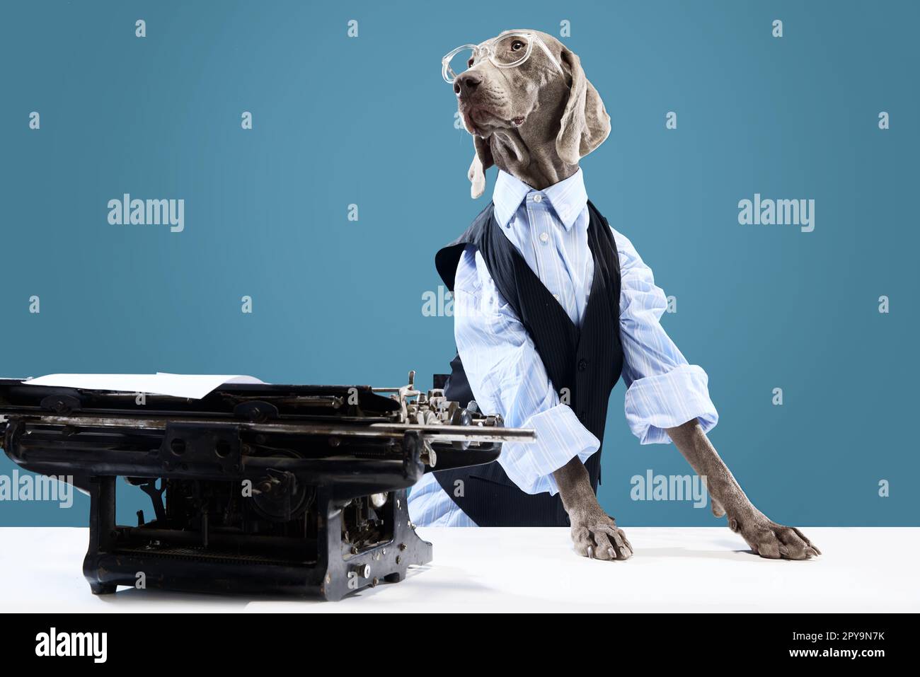 Portrait of funny dog Weimaraner dressed as businessman with eyeglasses ...
