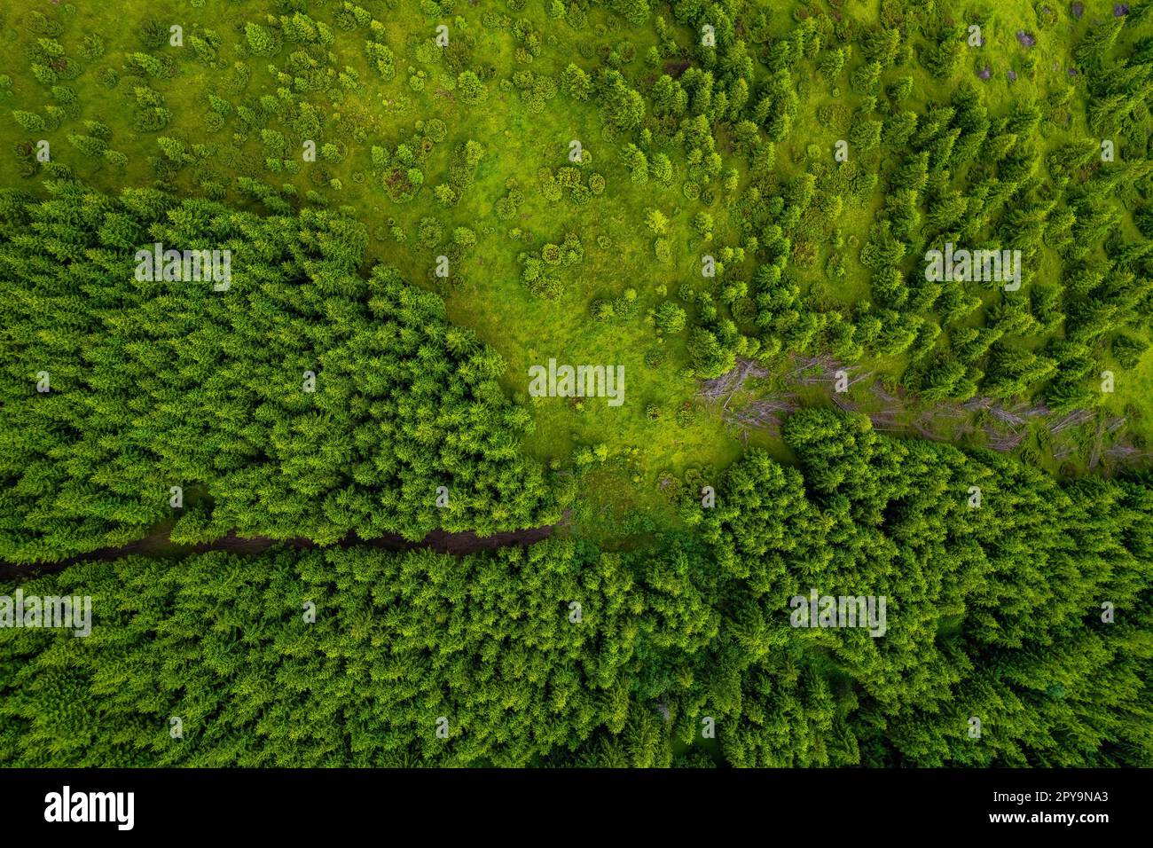 Conifer forest from above. Plantation of spruce trees. Top down aerial ...