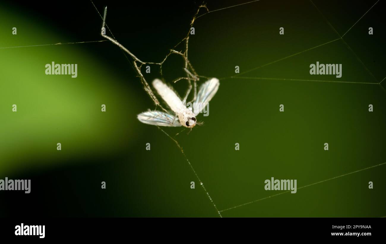 A closeup photograph of a fly trapped in a spider web, illuminated by ...