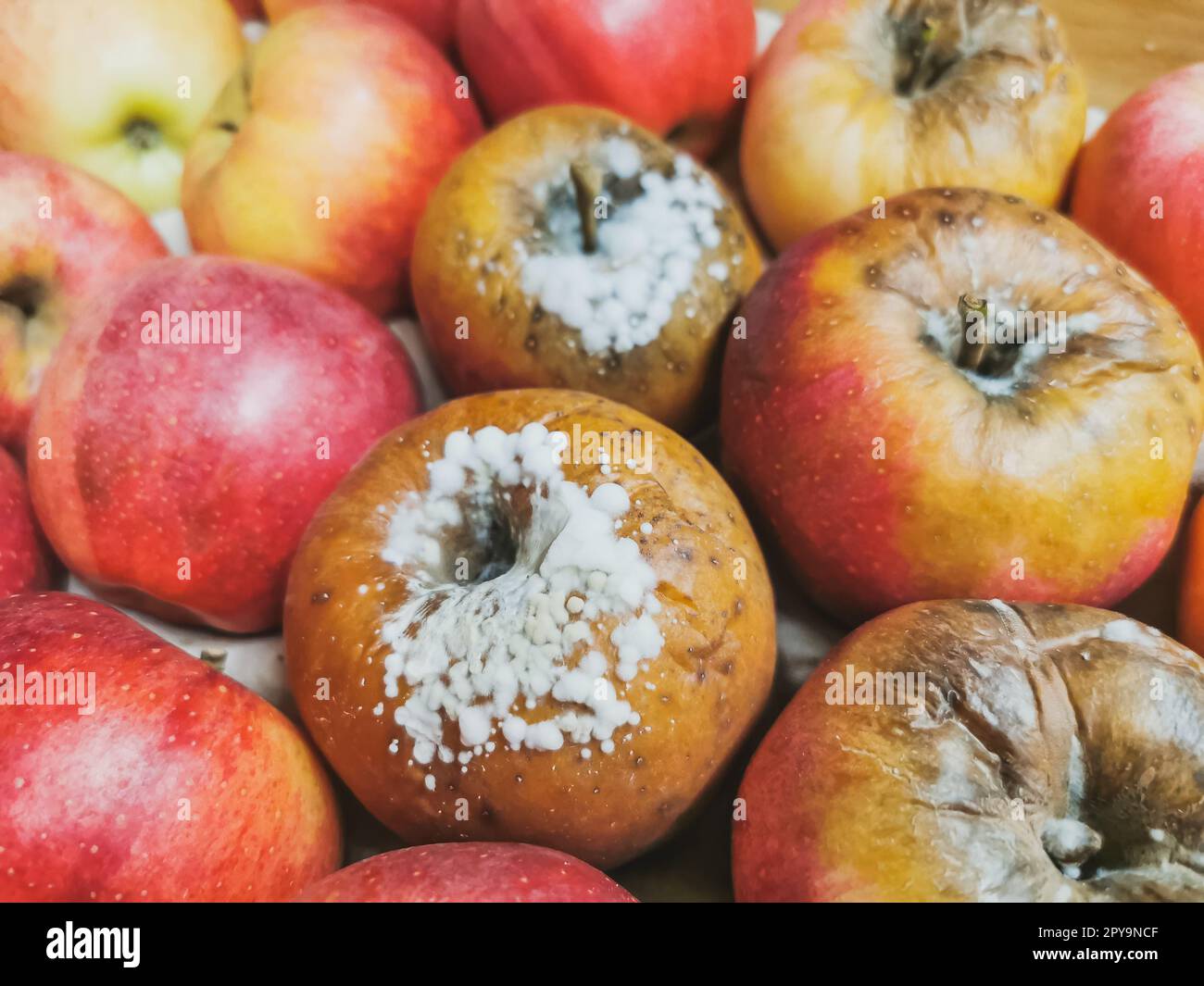 A close-up on rotten Gala apples in a wooden box. White coating on the ...