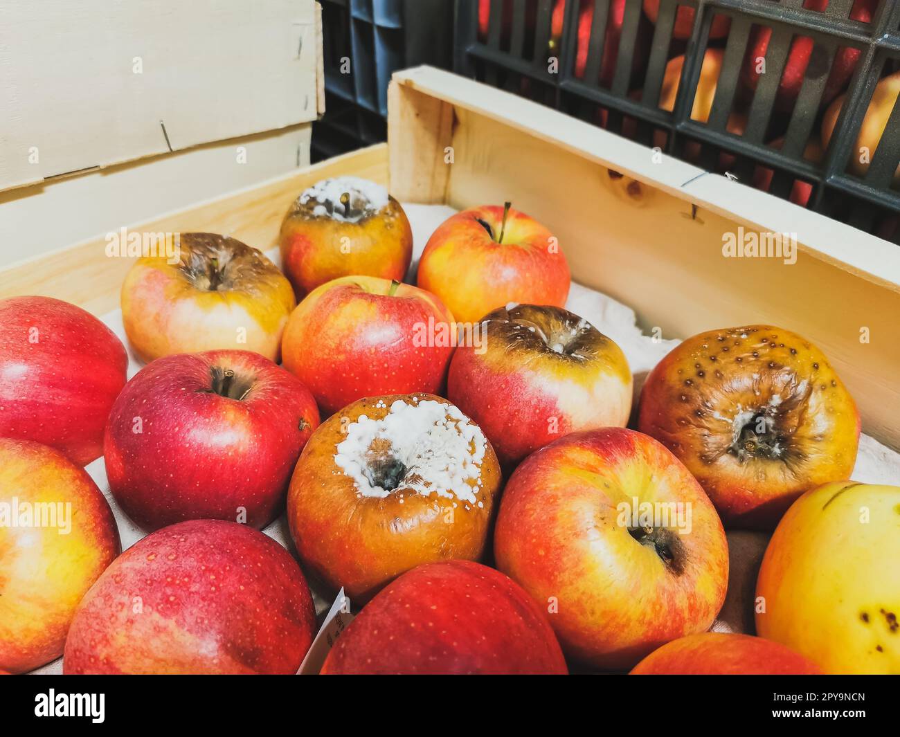 A close-up on rotten Gala apples in a wooden box. White coating on the ...