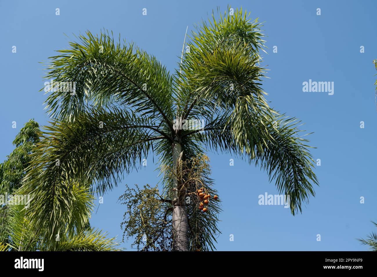A lush, green palm tree stands in the foreground of a tropical setting ...