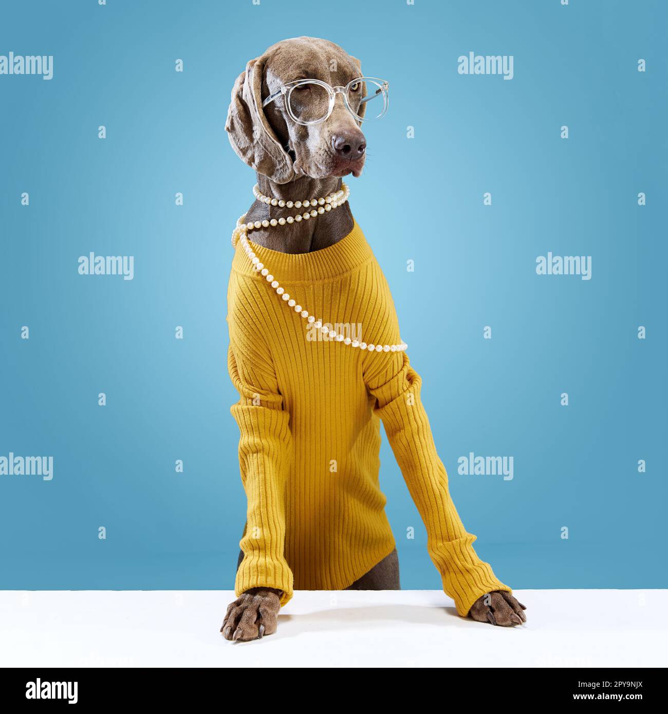 Serious dog Weimaraner wearing yellow sweater and eyeglasses looking ...