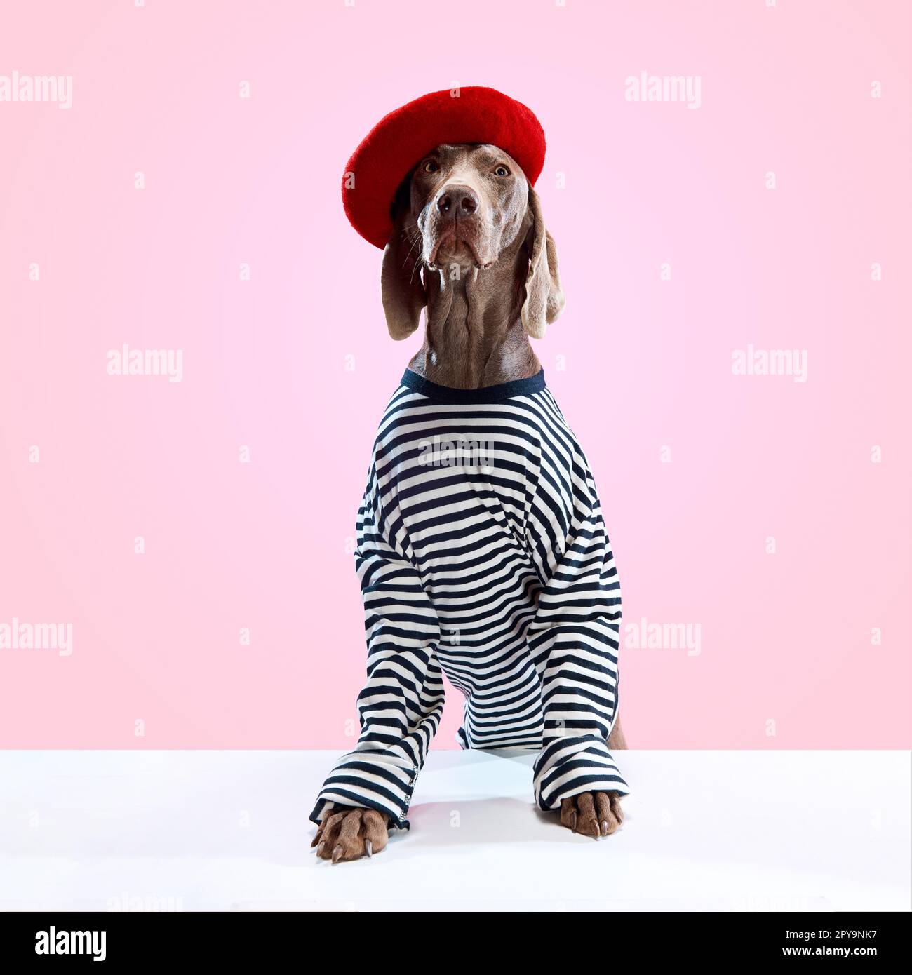 Charming dog Weimaraner with cute face posing over orange studio ...