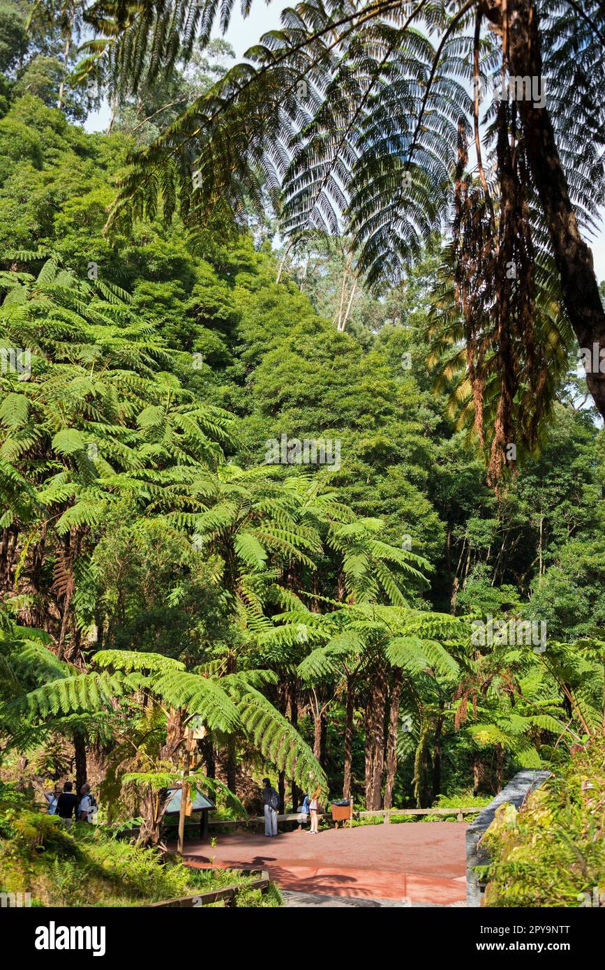 Caldera (Caldeira) Velha, Sao Miguel, Azores, Portugal Stock Photo - Alamy