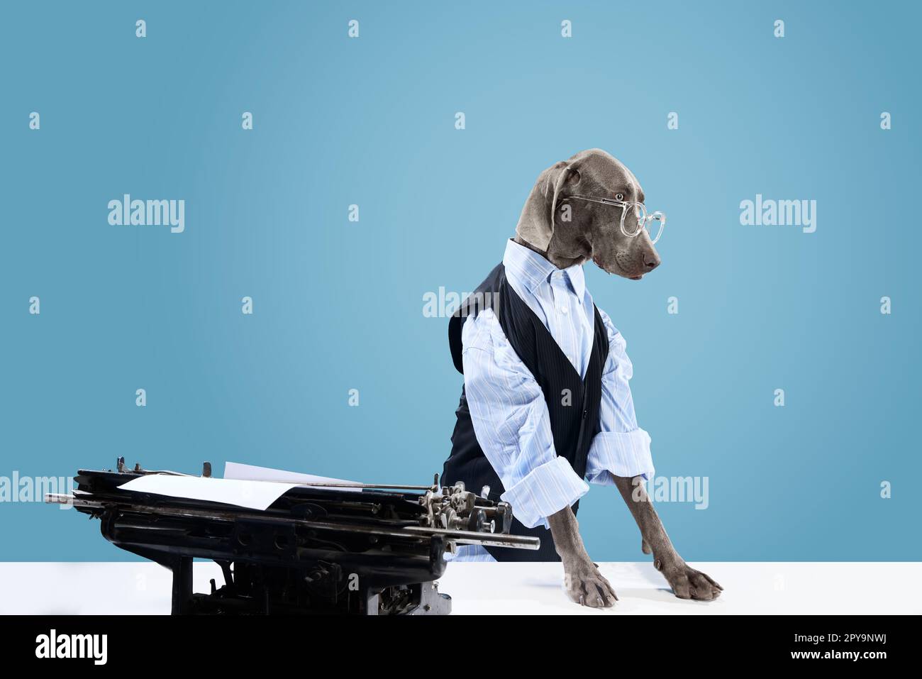Portrait of funny dog Weimaraner dressed as office worker with ...