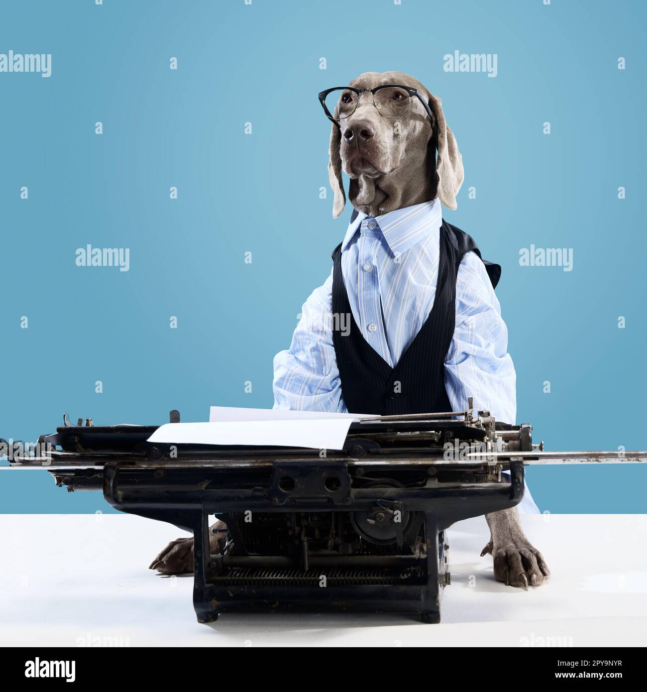 A bossy dog weimaraner in suit and eyeglasses sitting at a typewriter ...