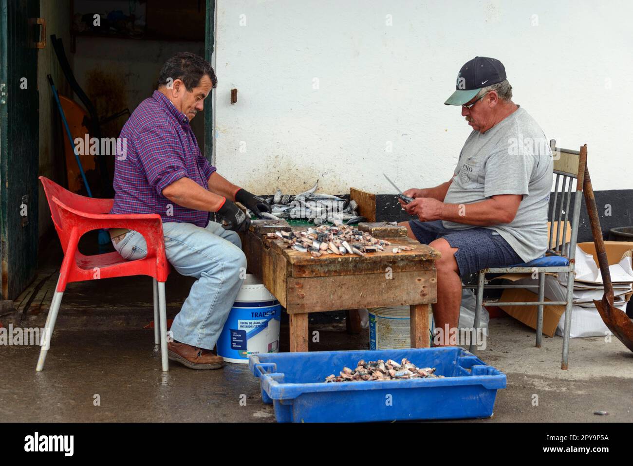 People process fish, Sao Mateus de Calheta from, Terceira, Azores ...