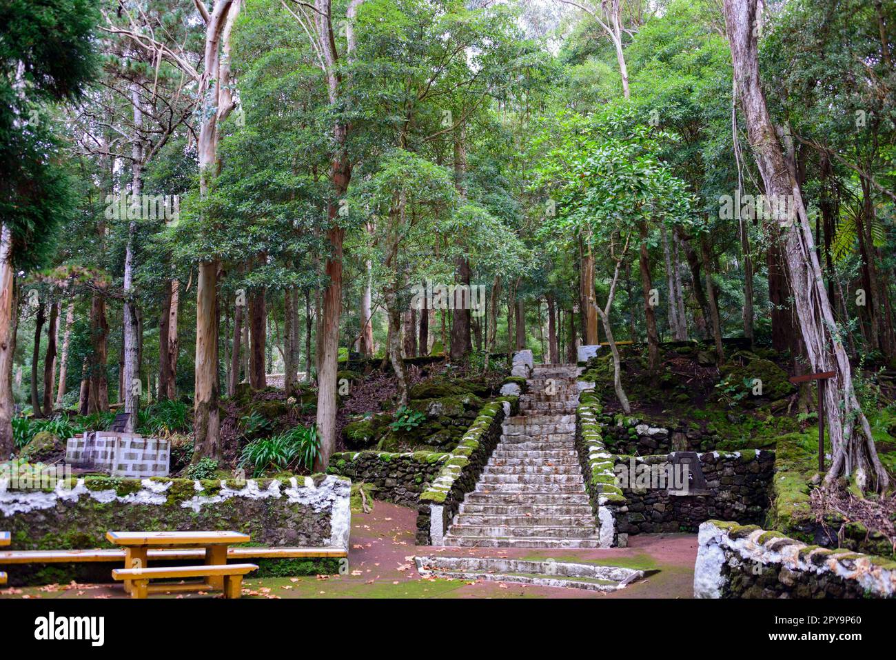 Park, Reserva Florestal de Recreio da Mata da, Serreta, Terceira ...