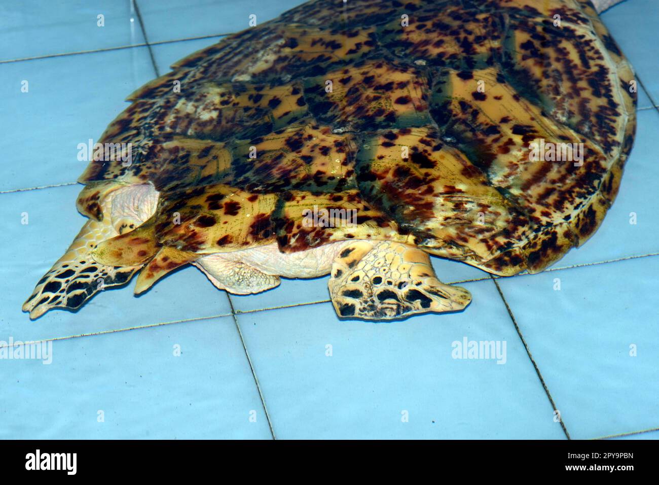 Damage to the carapace caused by a ship's propeller, hawksbill sea ...