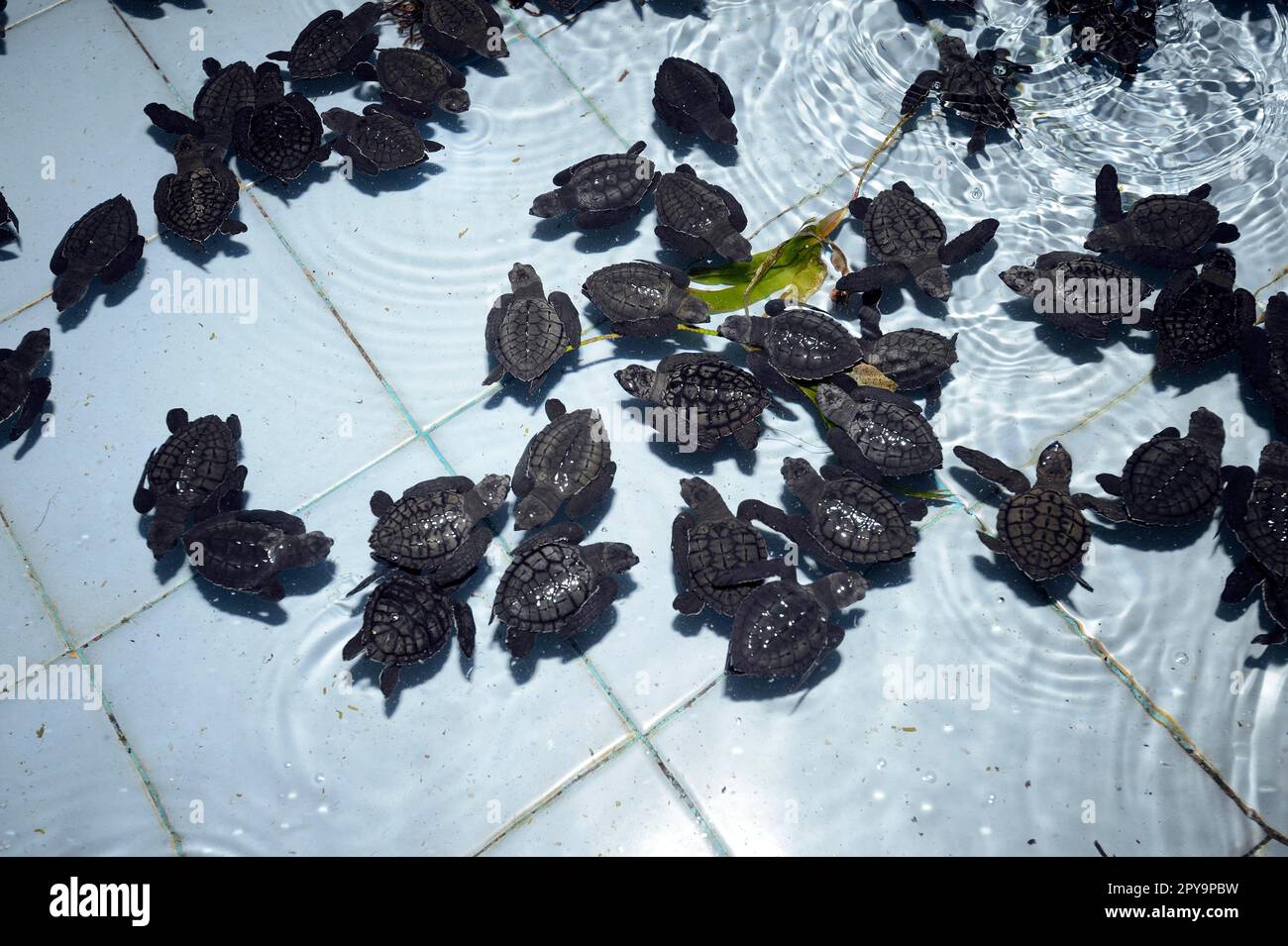 Approx. 1-month-old olive ridley sea turtles (Lepidochelys olivacea) in ...