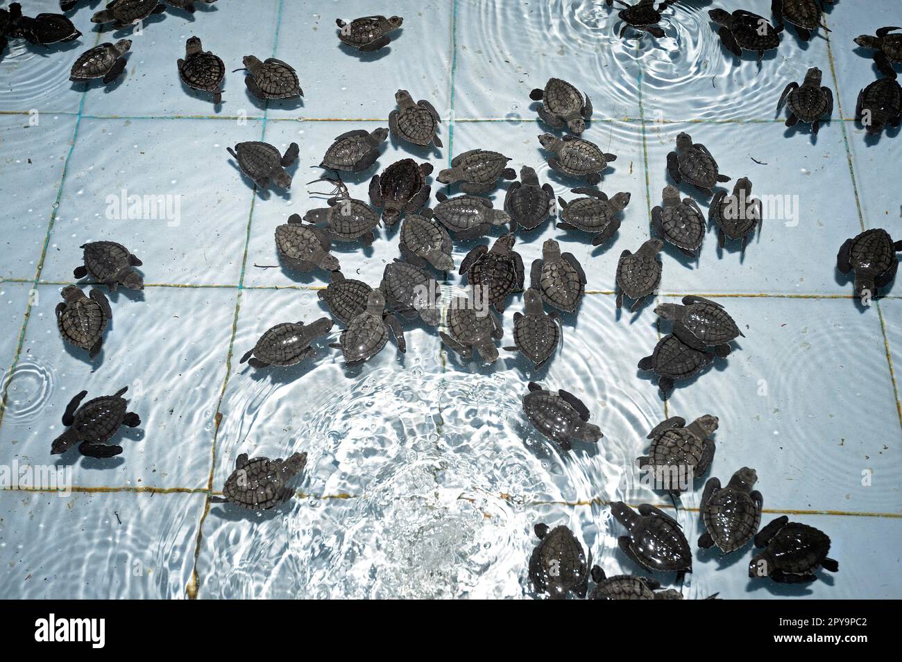 Approx. 1-month-old olive ridley sea turtles (Lepidochelys olivacea) in ...
