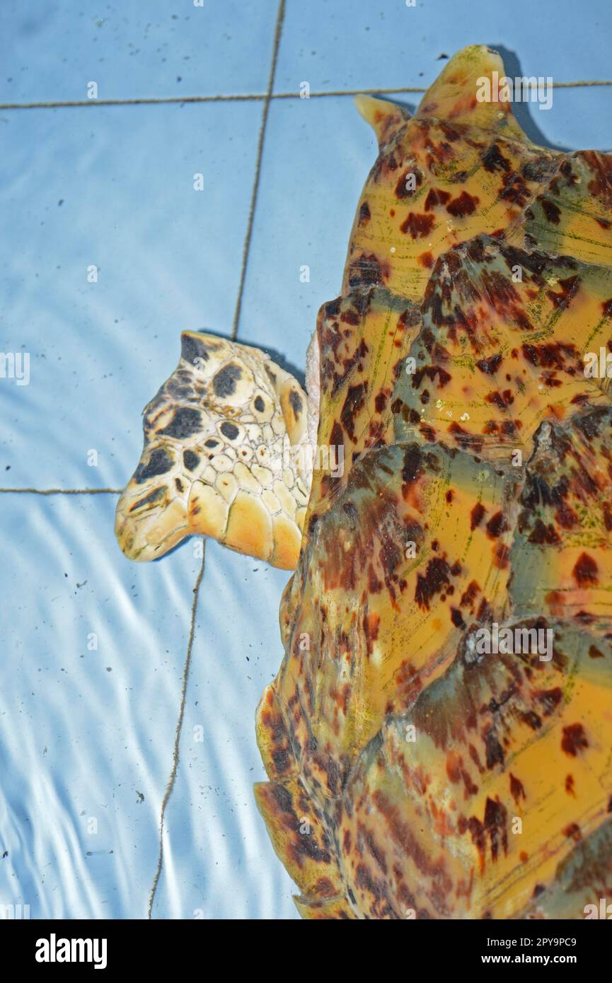 Damage to the carapace caused by a ship's propeller, hawksbill sea ...