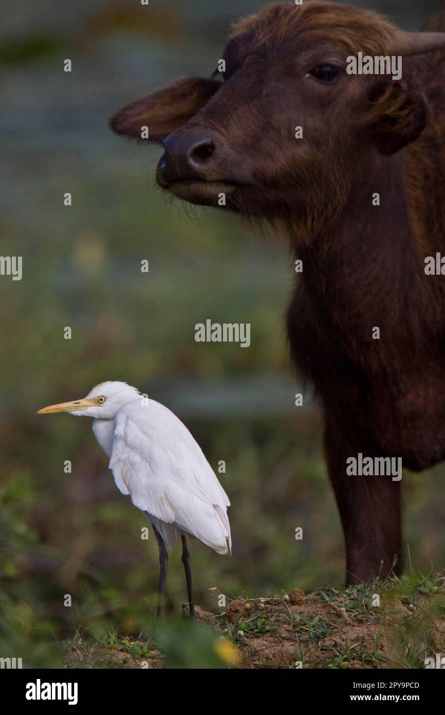 Cattle egret with cow Stock Photo - Alamy