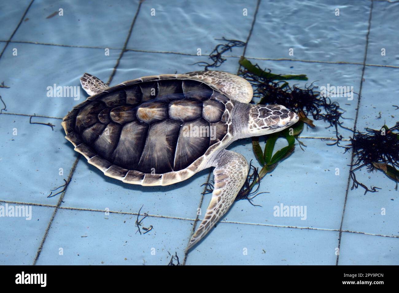 Approx. 1 year old green turtle (Chelonia mydas) in breeding station ...