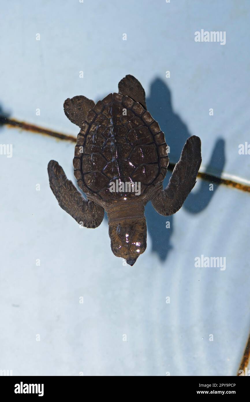 Approx. 1-month-old olive ridley sea turtle (Lepidochelys olivacea) in nursery, Bali, Indonesia ...