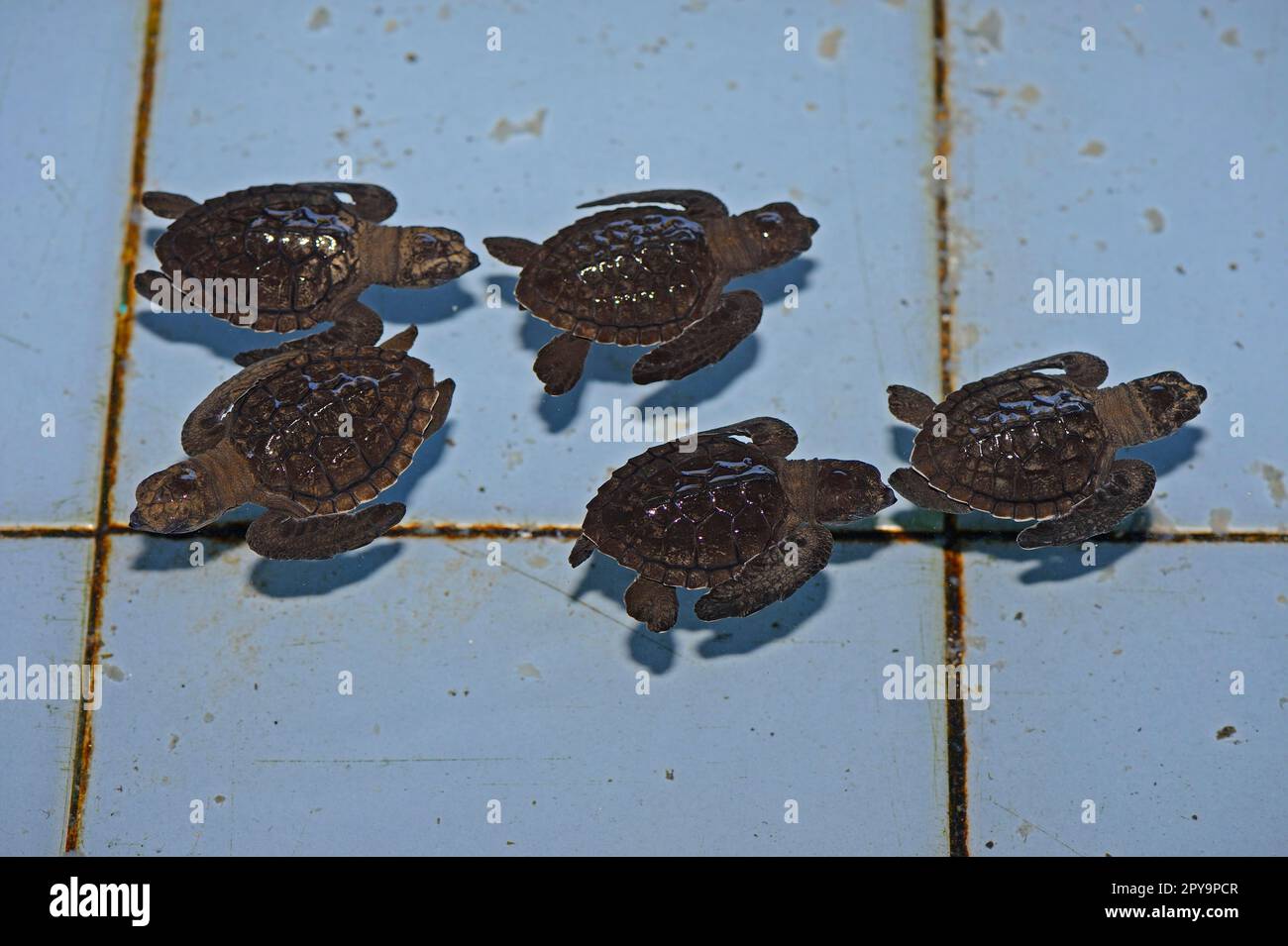 Approx. 1-month-old olive ridley sea turtles (Lepidochelys olivacea) in ...