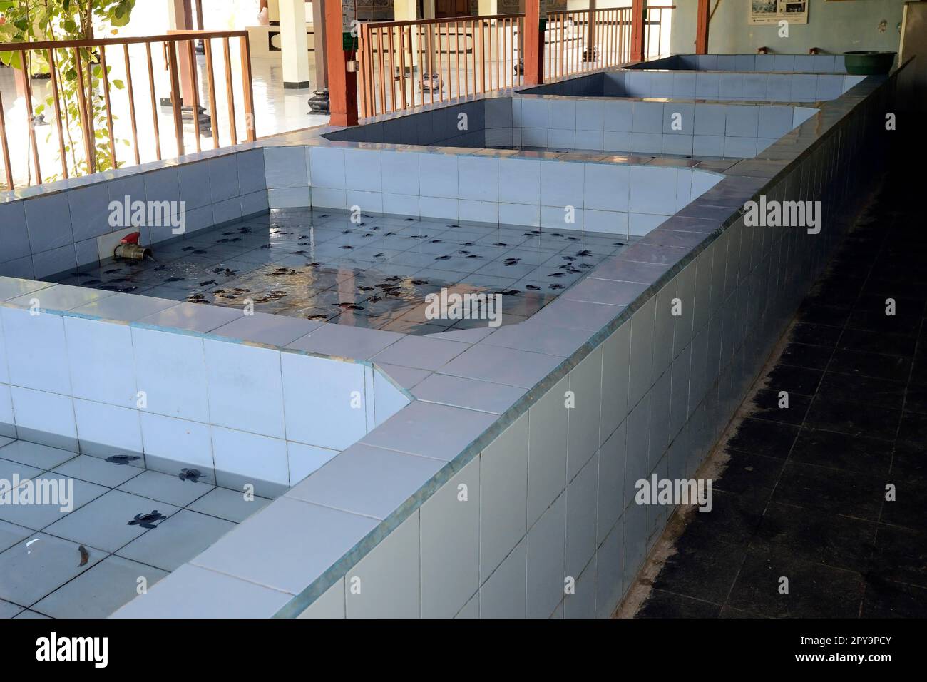 Caging tank for hatched turtles, breeding station, Bali, Indonesia ...