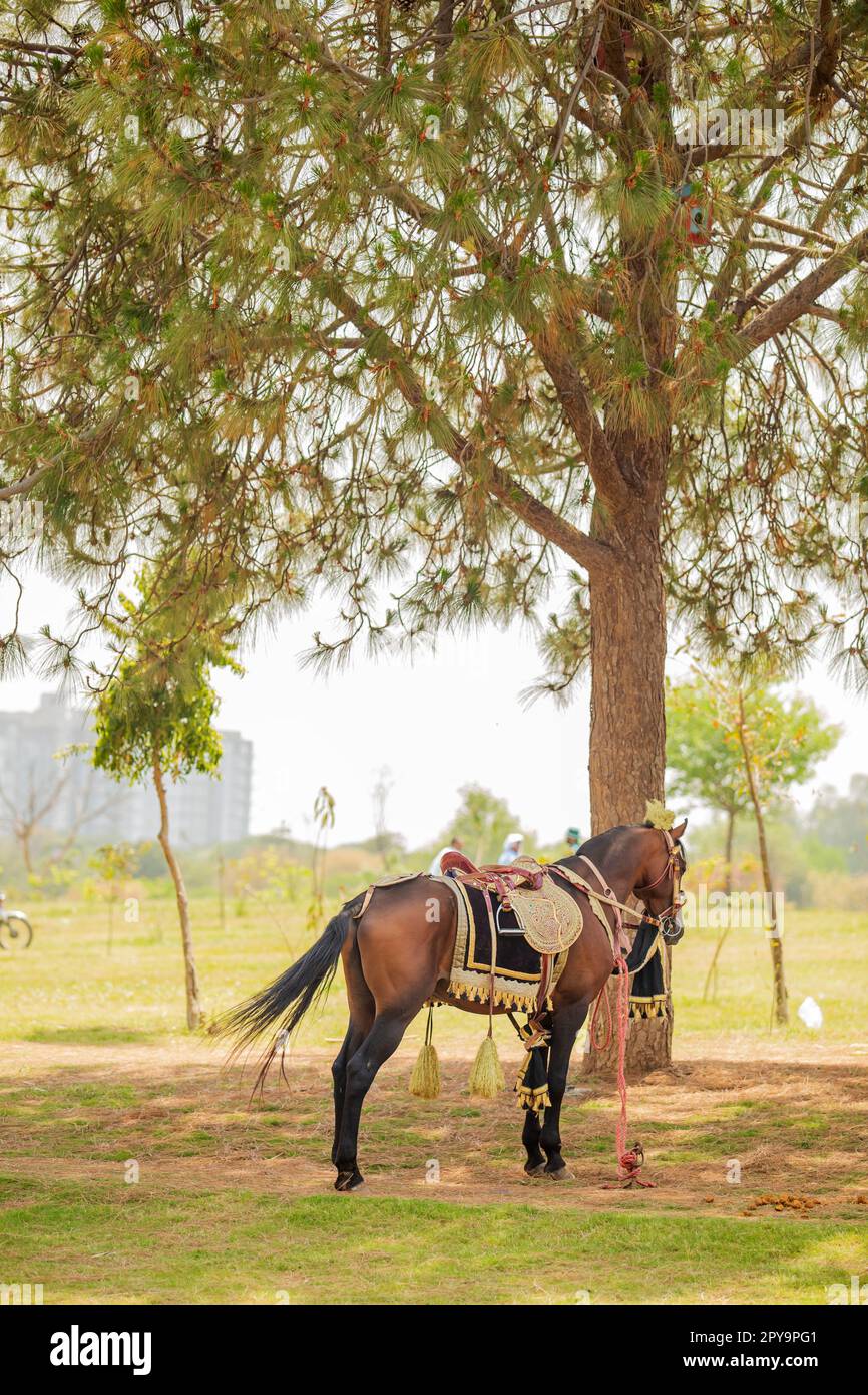 Beautiful farm surrounded pasture hi-res stock photography and images ...