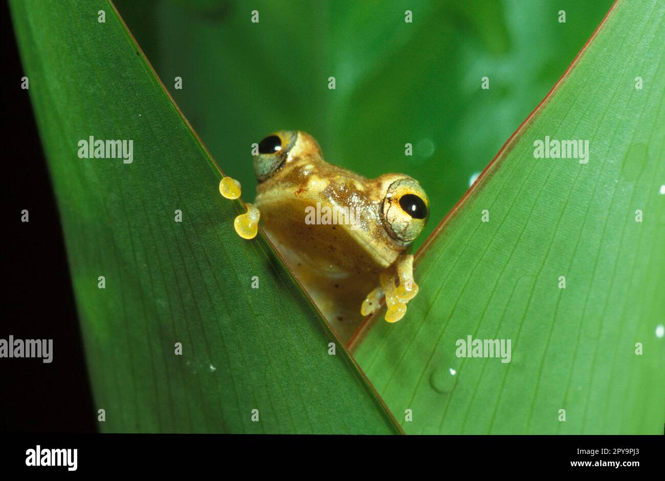 African frog hi-res stock photography and images - Alamy