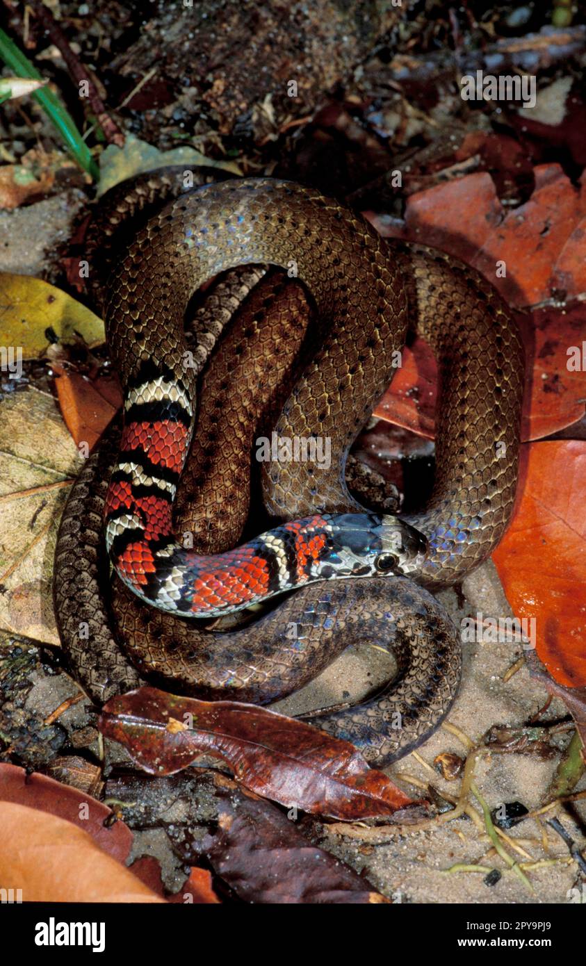 Central american snake hi-res stock photography and images - Alamy