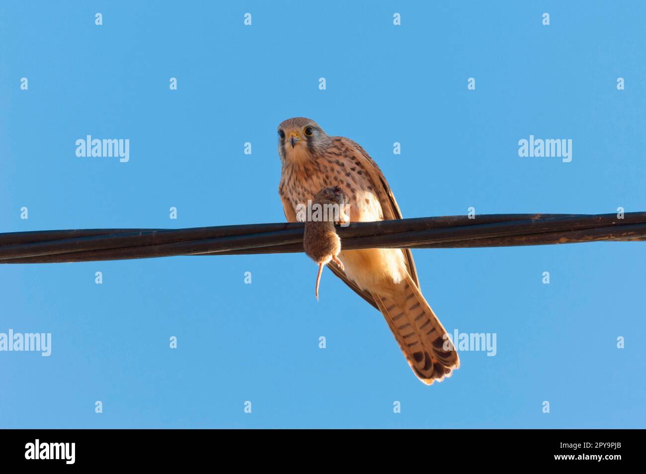 Kestrel with mouse Stock Photo - Alamy