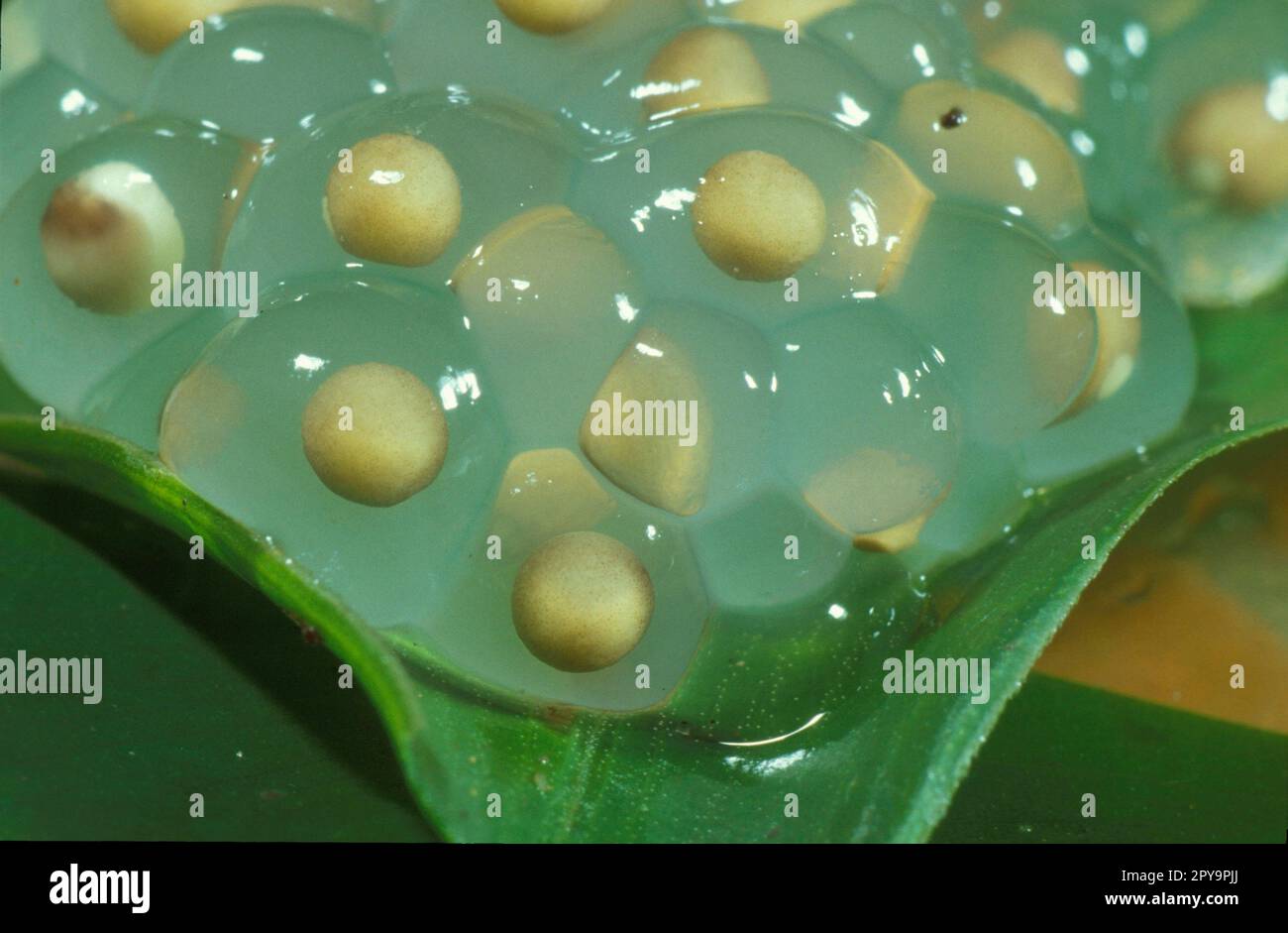 Frog spawn on a leaf, Tai forest, Ivory Coast Stock Photo - Alamy