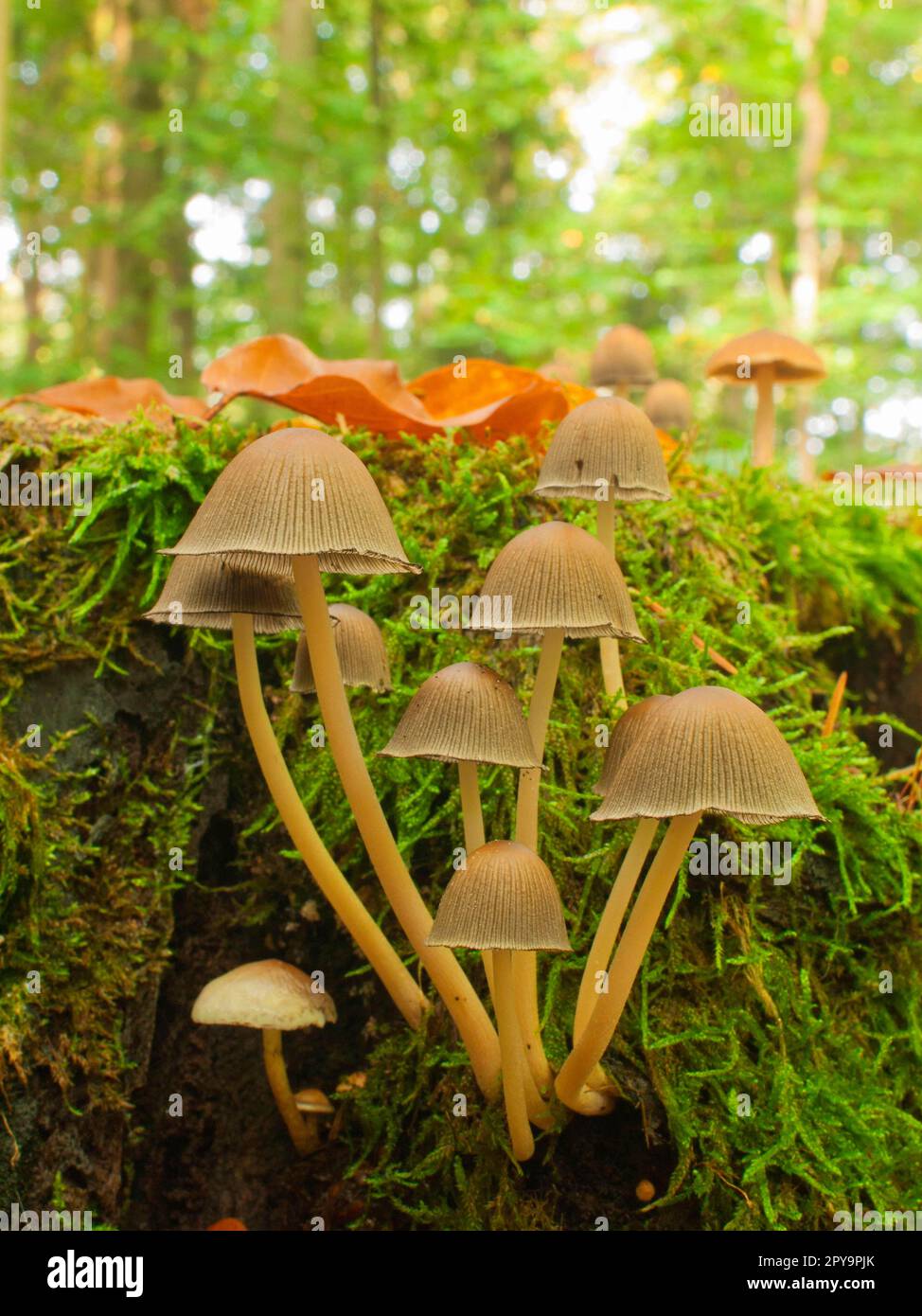Fairies bonnet hi-res stock photography and images - Alamy