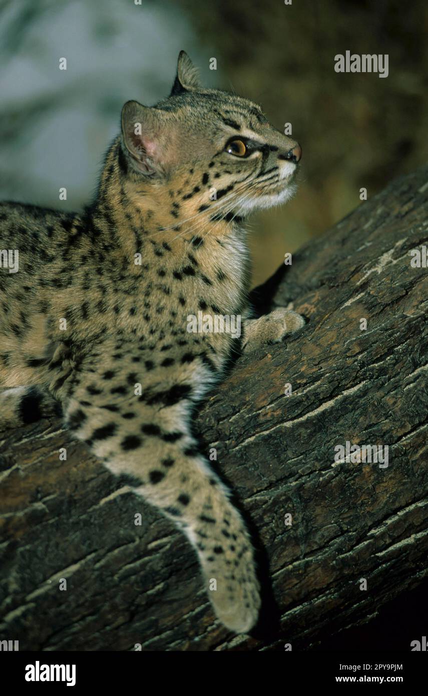 Geoffroy’s cat hi-res stock photography and images - Alamy