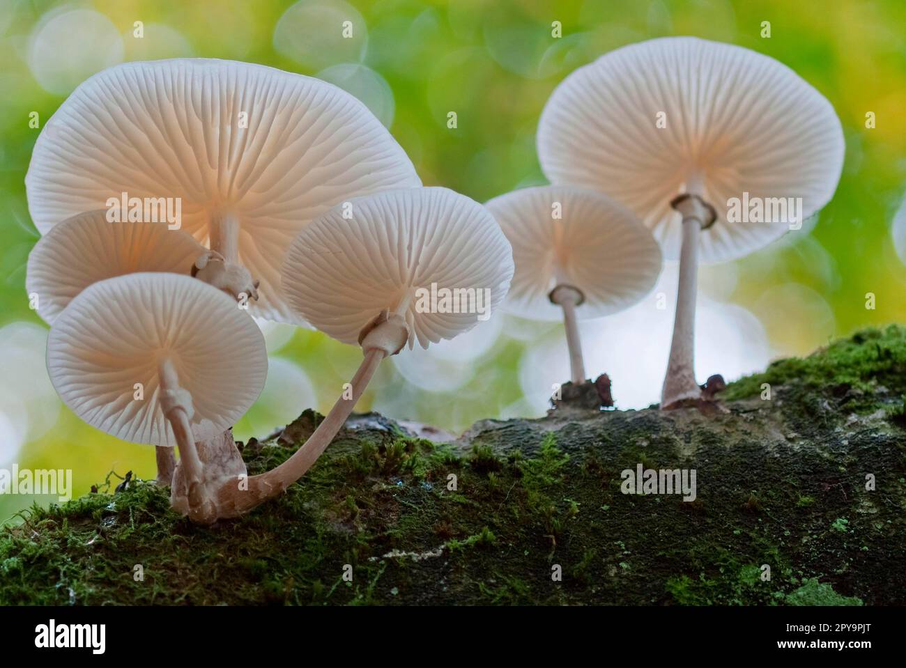 Ruffle mushroom hi-res stock photography and images - Alamy
